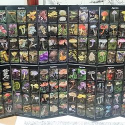 Fungiflip - Geographica